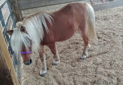 Another Mile Another Destination Blog: Steed’s Dairy Farm and Corn ...