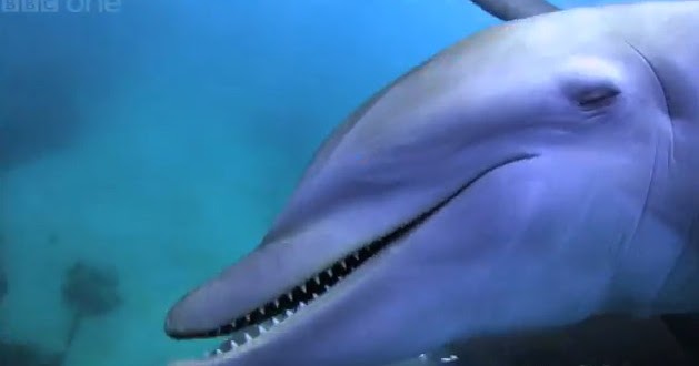 Dolphins get high by chewing on pufferfish and passing them around