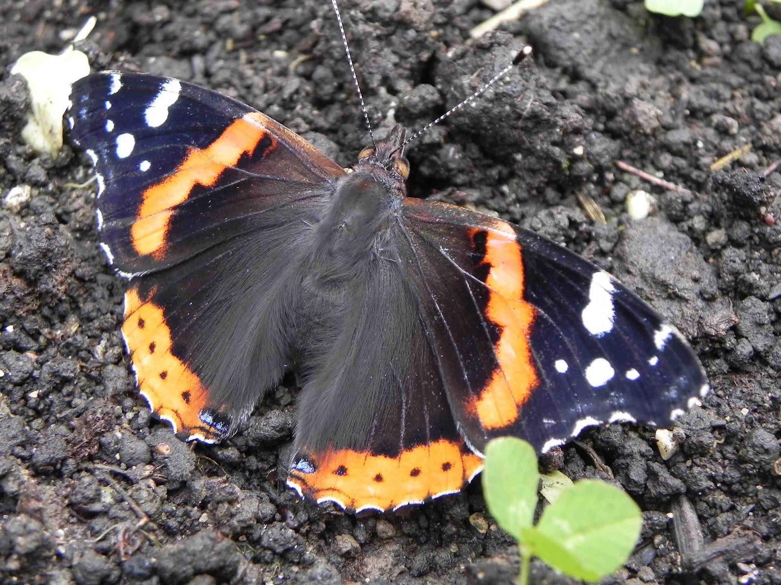 TYWKIWDBI ("Tai-Wiki-Widbee"): A "tidal wave" of Red Admiral butterflies