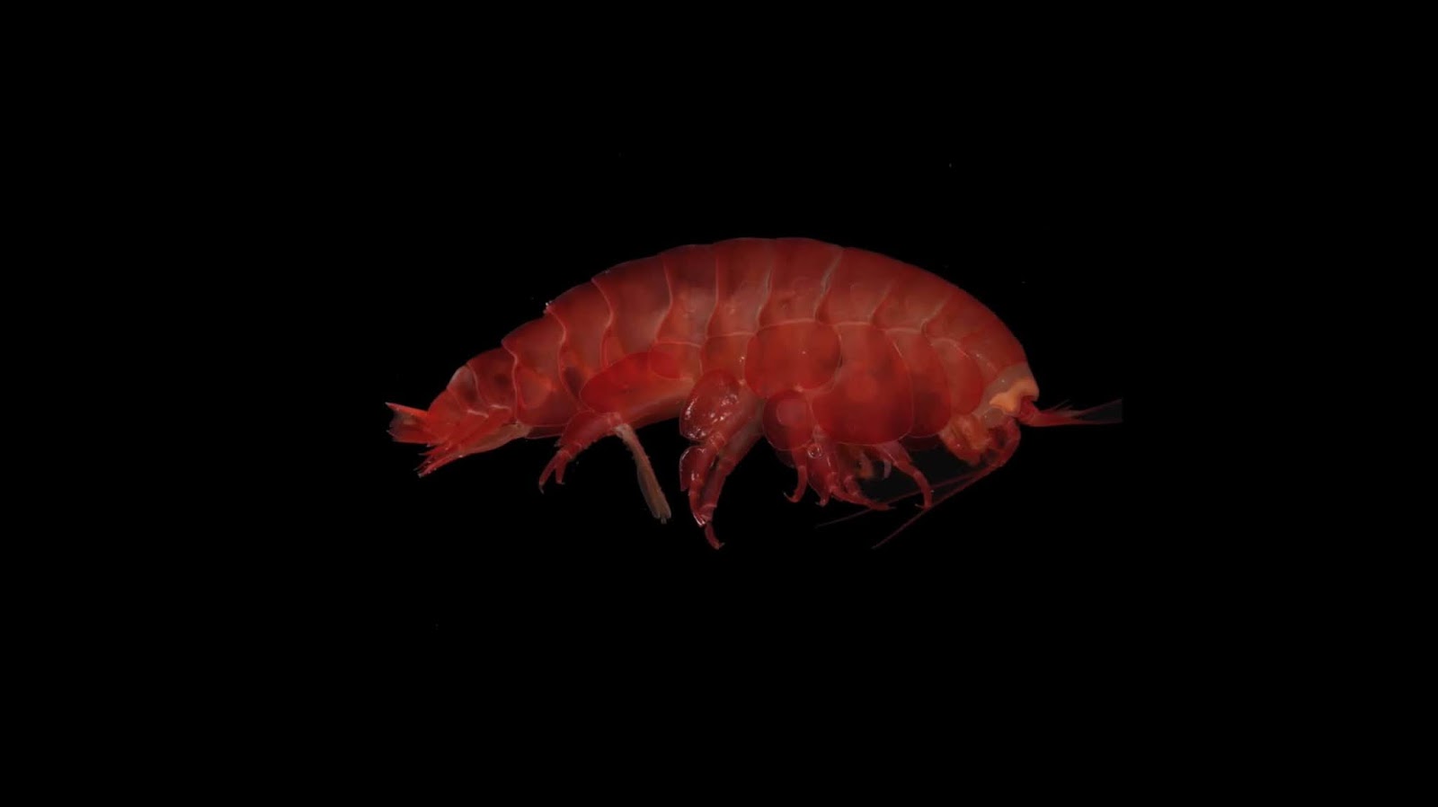 30 New Species Have Been Discovered In the Deep Sea Expedition