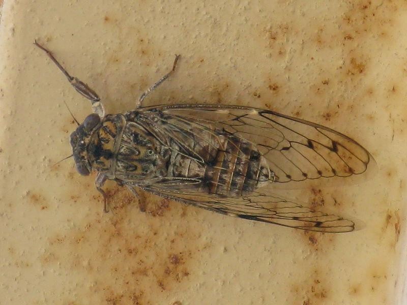 UN POCO DE AQUI,UN POCO DE ALLI: VA DE ANIMALES: LA CIGARRA