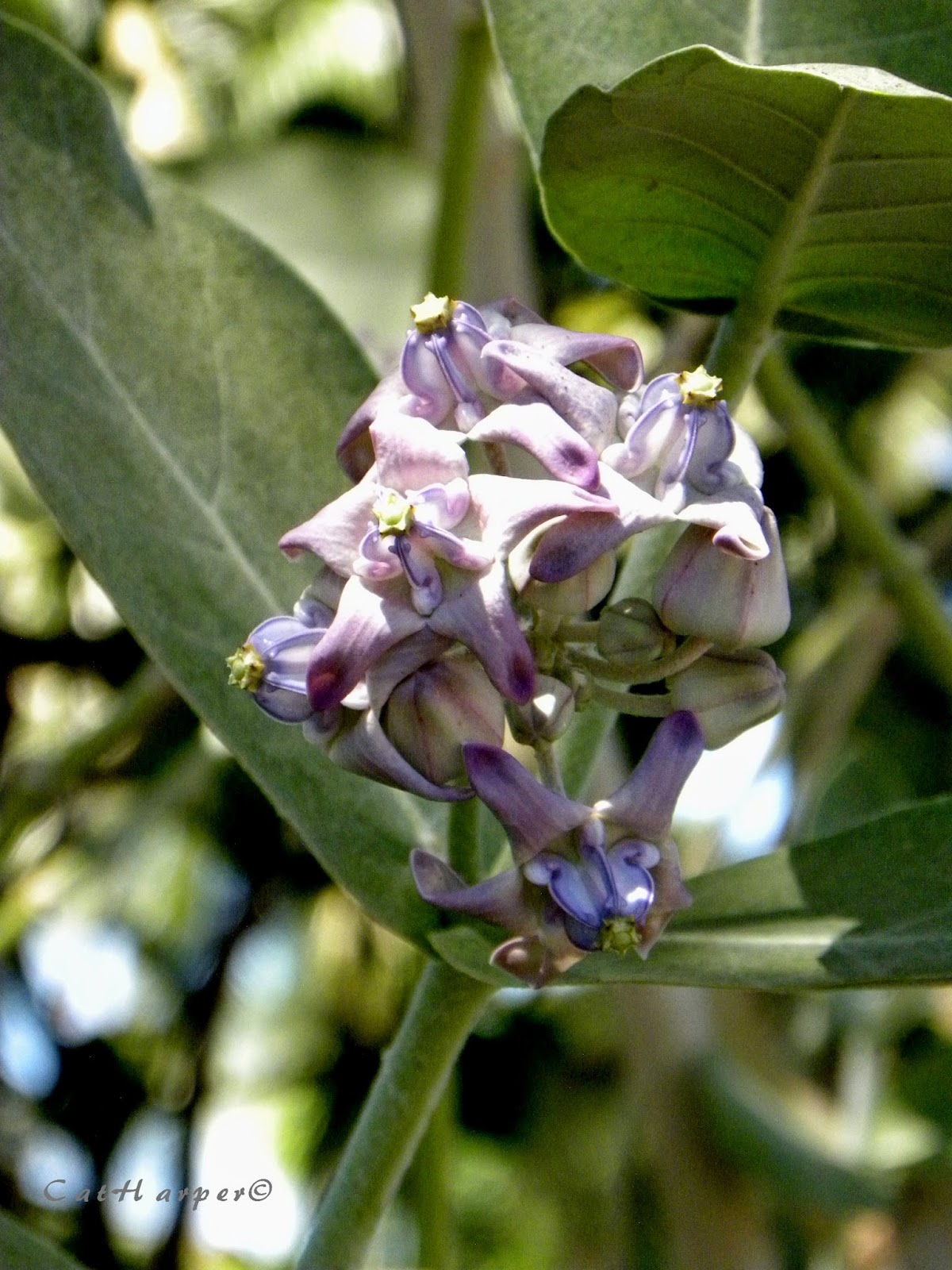 Shutterbug Traveler: The Big Island ~ Pua Mau Place Botanical Gardens