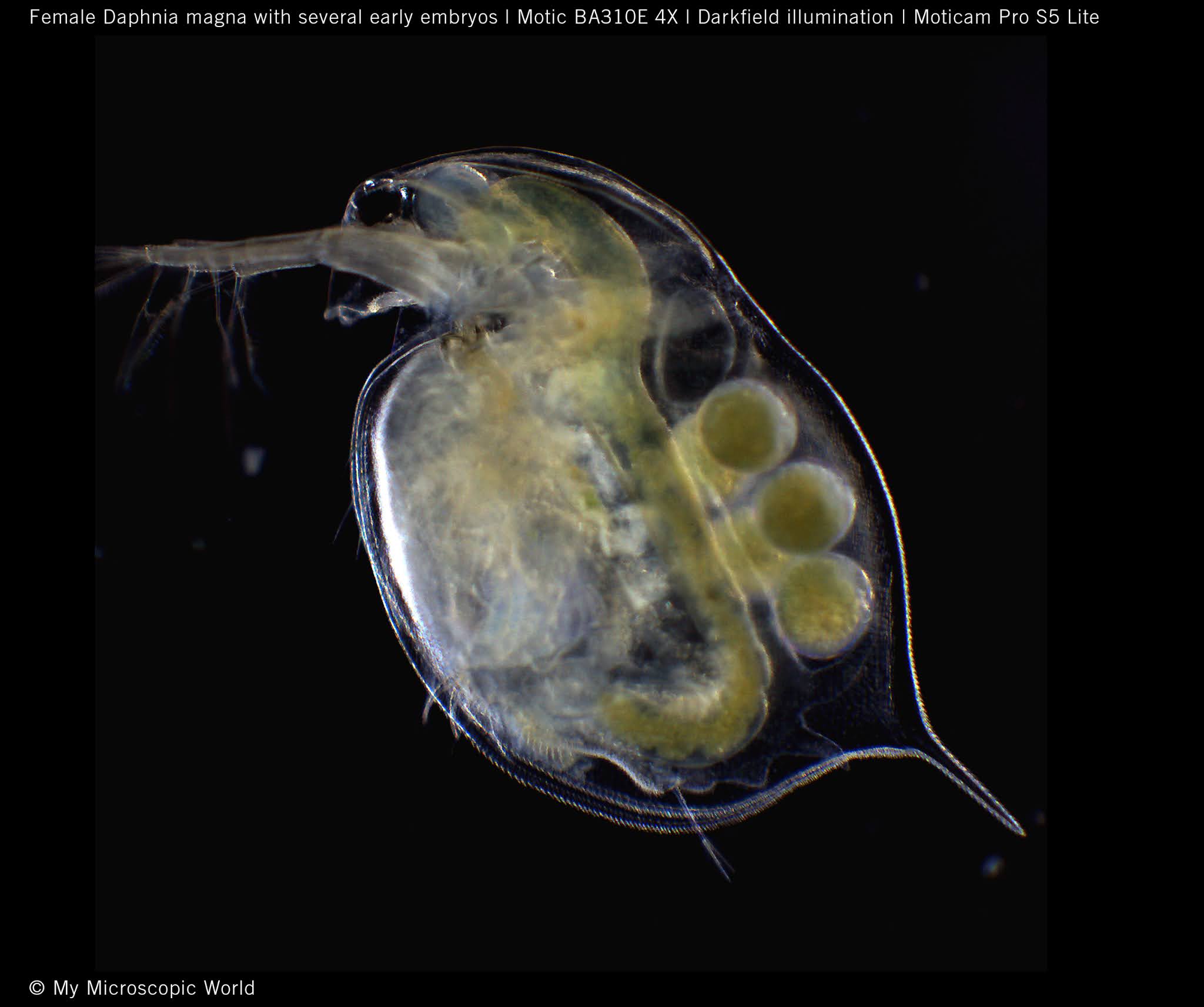 Motic Europe | Blog: Some of the smallest crustaceans in the world