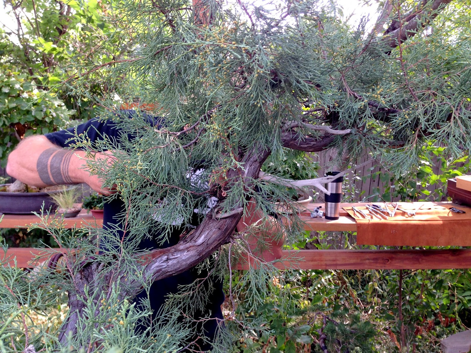 Branch Work: Branch and Trunk Bending Techniques (Part Two)