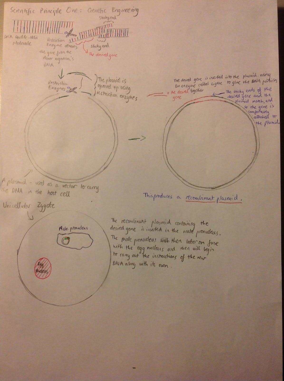 Diagrams ~ Pharming Genetically Modified Animals