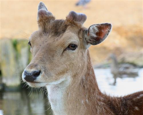 Wildlife Watching with FAB.: Friendly Deer.