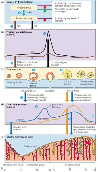 Rozaini Othman (Guru Cemerlang Biologi): Reproductive cycle of the ...