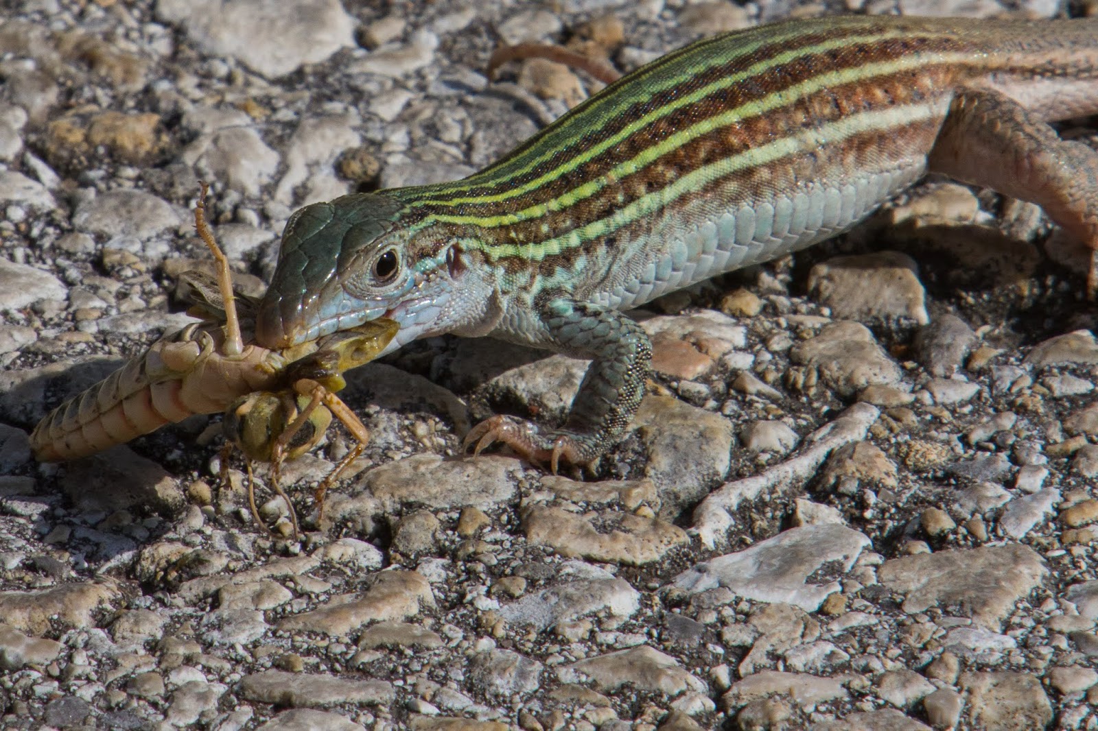 NatureWatch: Whiptails & Racerunners