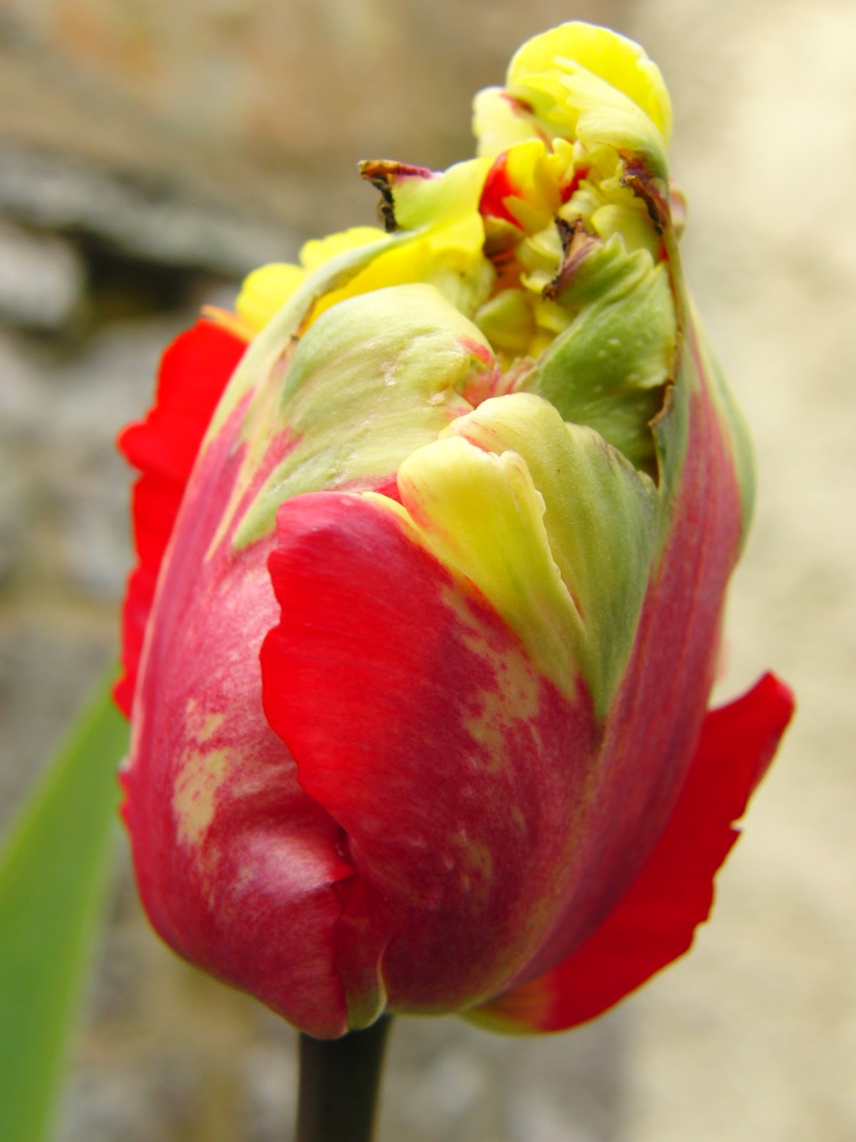 A Rural Life: The Breathtaking Tulip