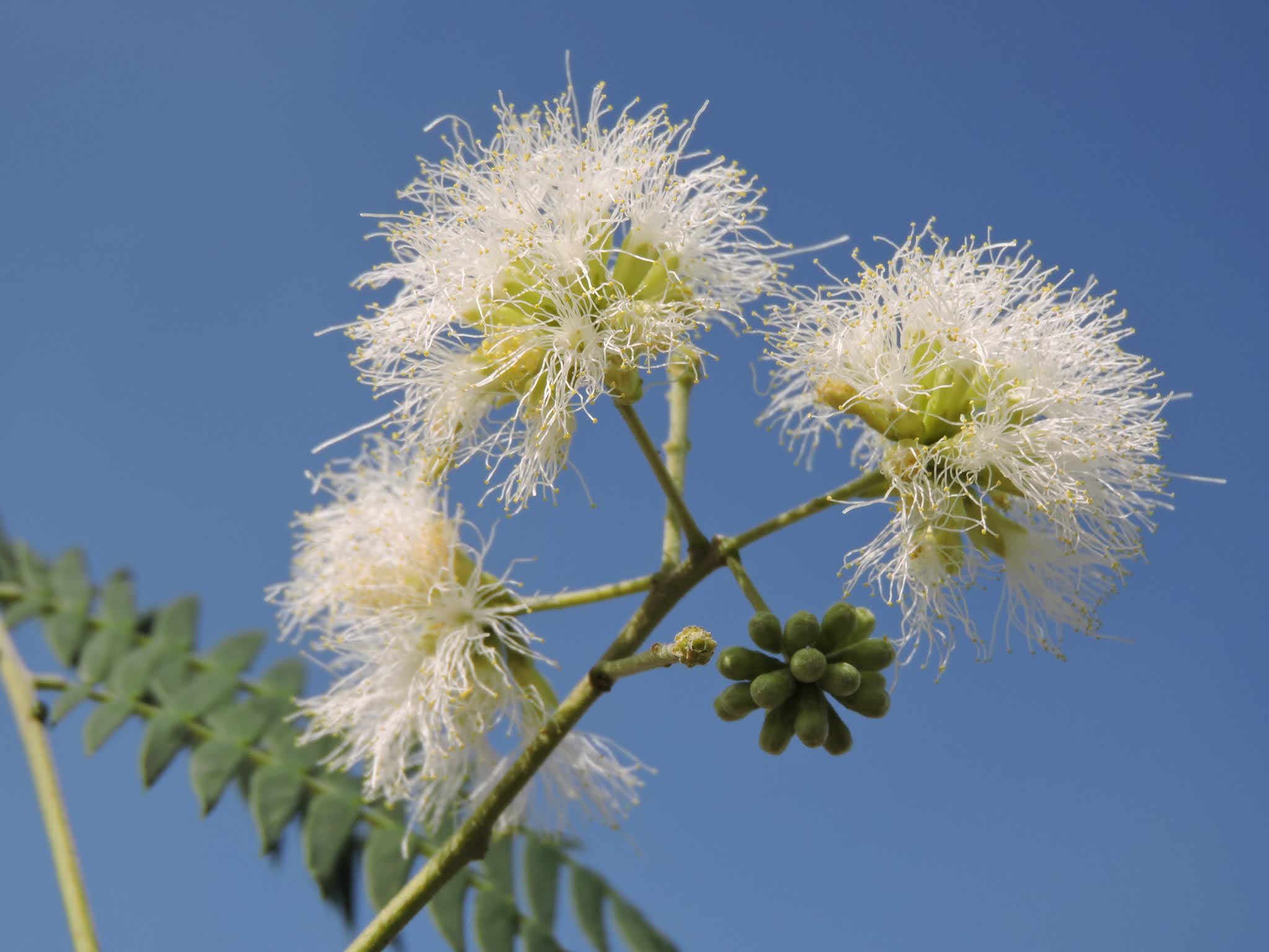 Fabaceae - Leguminosae no Brasil: Fabaceae - Enterolobium ...