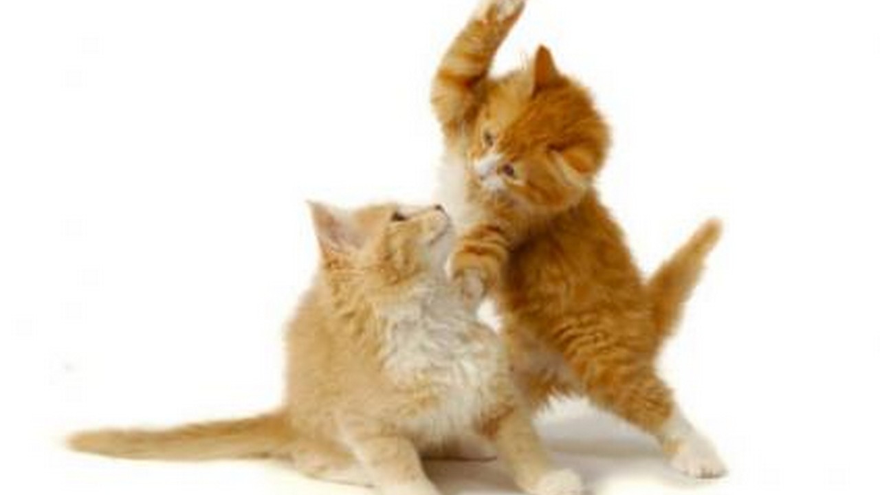 Funny cats try not to laugh challenge