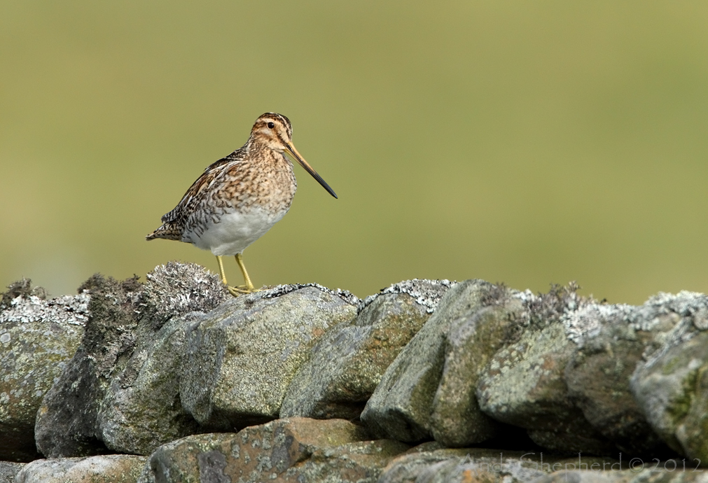 Andy Shepherd Wildlife Photography: Common Snipe