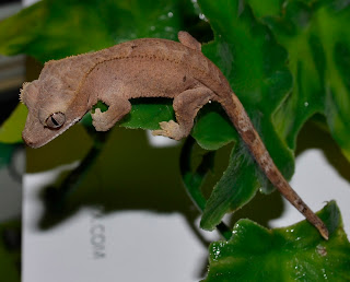 Crested Geckos Blog: December Crested Gecko Update
