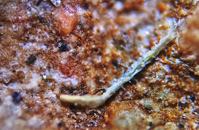 Big Stone Hoe, Early Neolithic period, Mongolian Culture, 21 cm 大石耙 ...