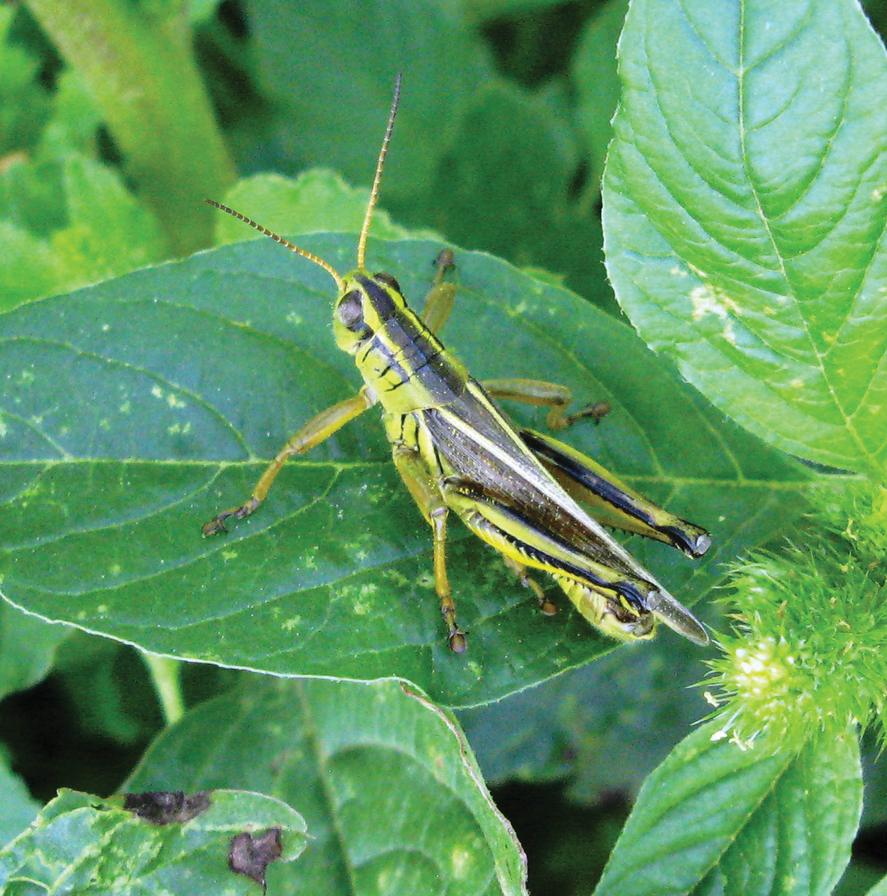 Prairie Pest Monitoring Network Blog: Insect of the Week (July 9 ...