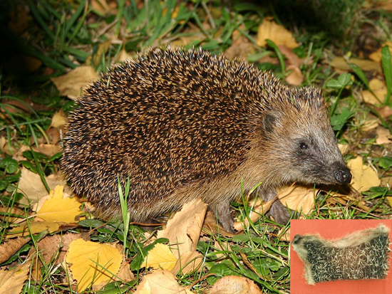 Hedgehog hide (CI WEI PI)-Erinaceus europaeus-Corium Erinacei