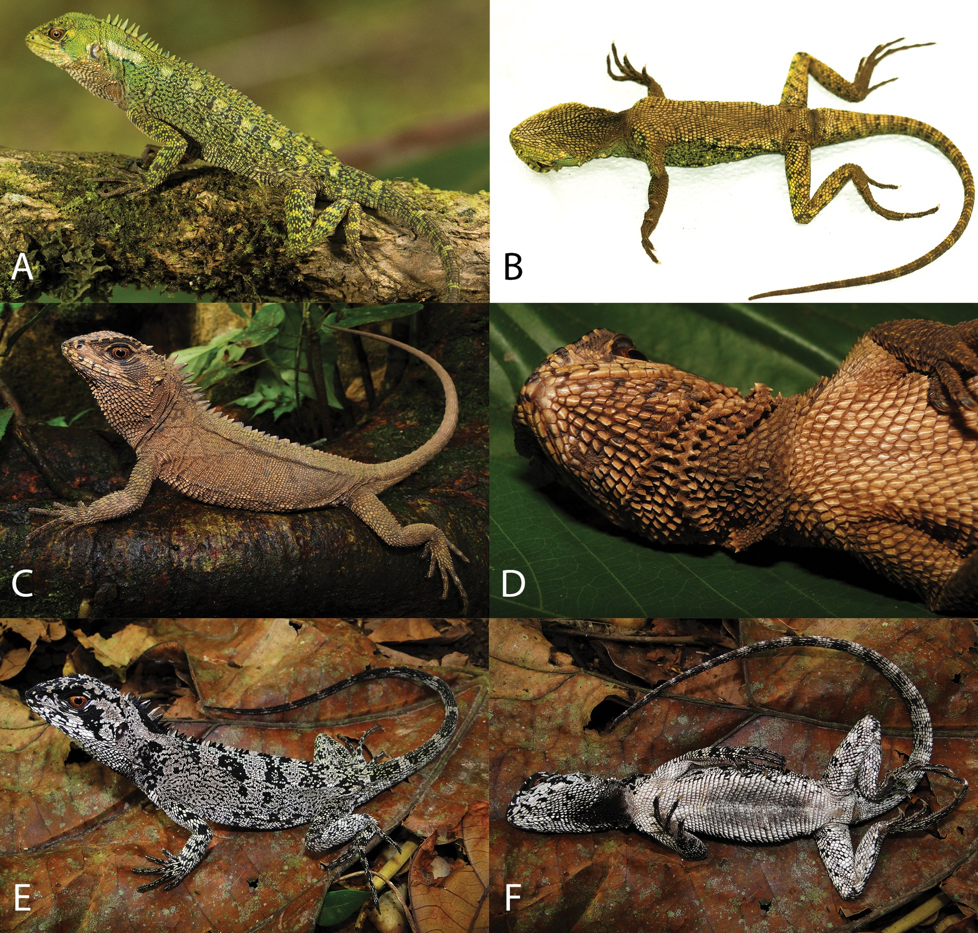 Species New to Science: [Herpetology • 2021] Enyalioides feiruzae • A ...