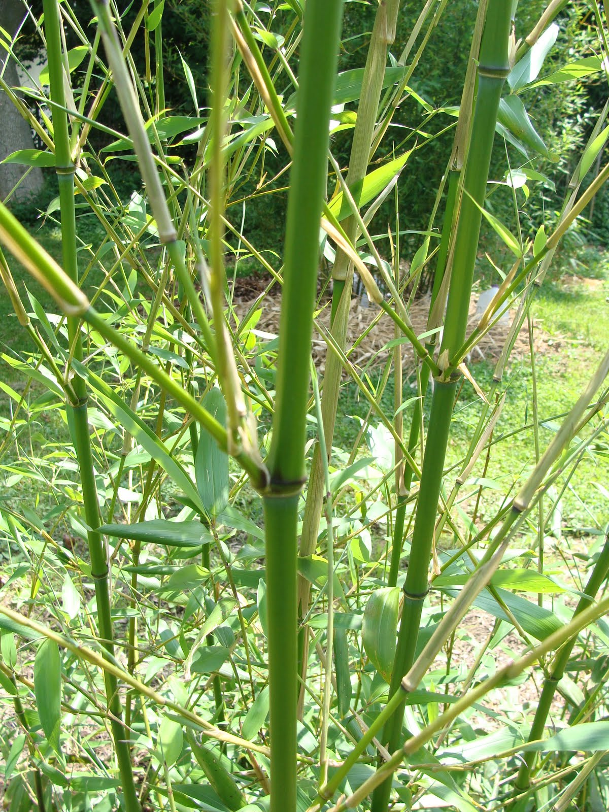 Steve's garden: Update on bamboos 17 June 2011. Branching and leafing ...