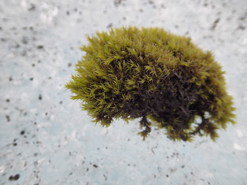 hearth/myth: An argument for sentient balls of moss.