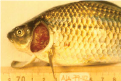 Penyakit Fungal (Jamur) Pada Ikan : Branchiomyces sp - Lalaukan