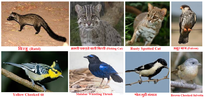 List of Threatened endangered Animals in Rajasthan