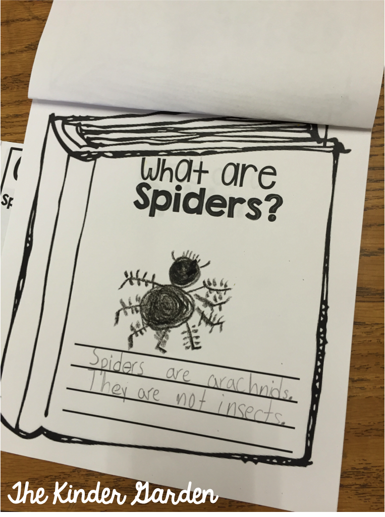 The Kinder Garden: Spider Study!