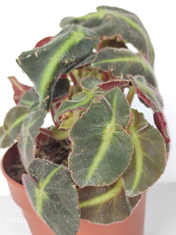 Garden Chronicles of James David: Begonia Listada / The Striped Begonia