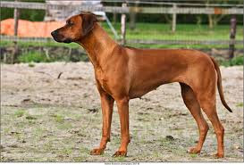Specifically Type of Dog Africanis (Hottentot Hunting Dog) (Hottentot ...