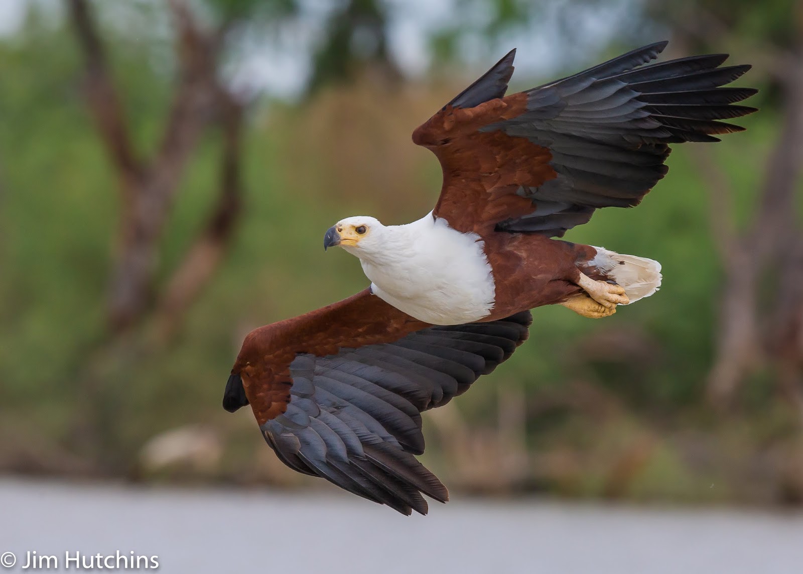 An African adventure part 2: The birds of lake Baringo