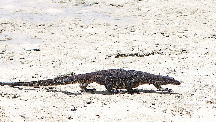 Orangutans In The Wild: Mama monitor lizard on the hunt. Orangutans In The Wild: Mama monitor lizard on the hunt.
