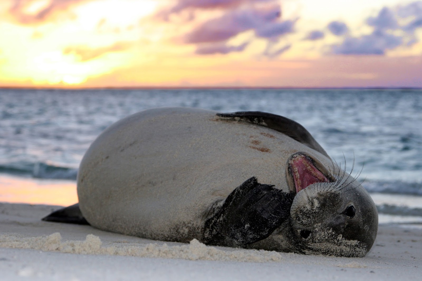 Las focas que vinieron del calor: las focas monje