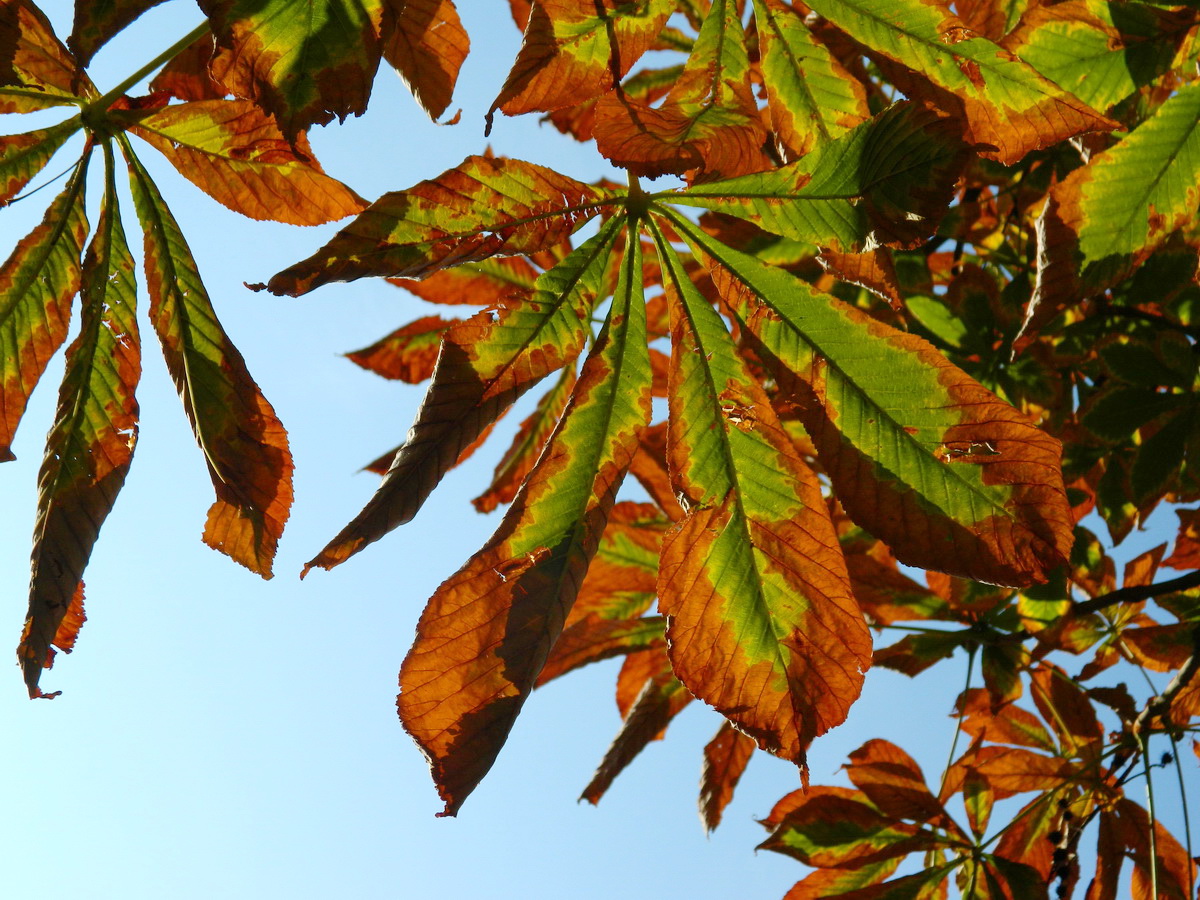 LA MULTI ANI, ROMANIA!: Frunze de castan