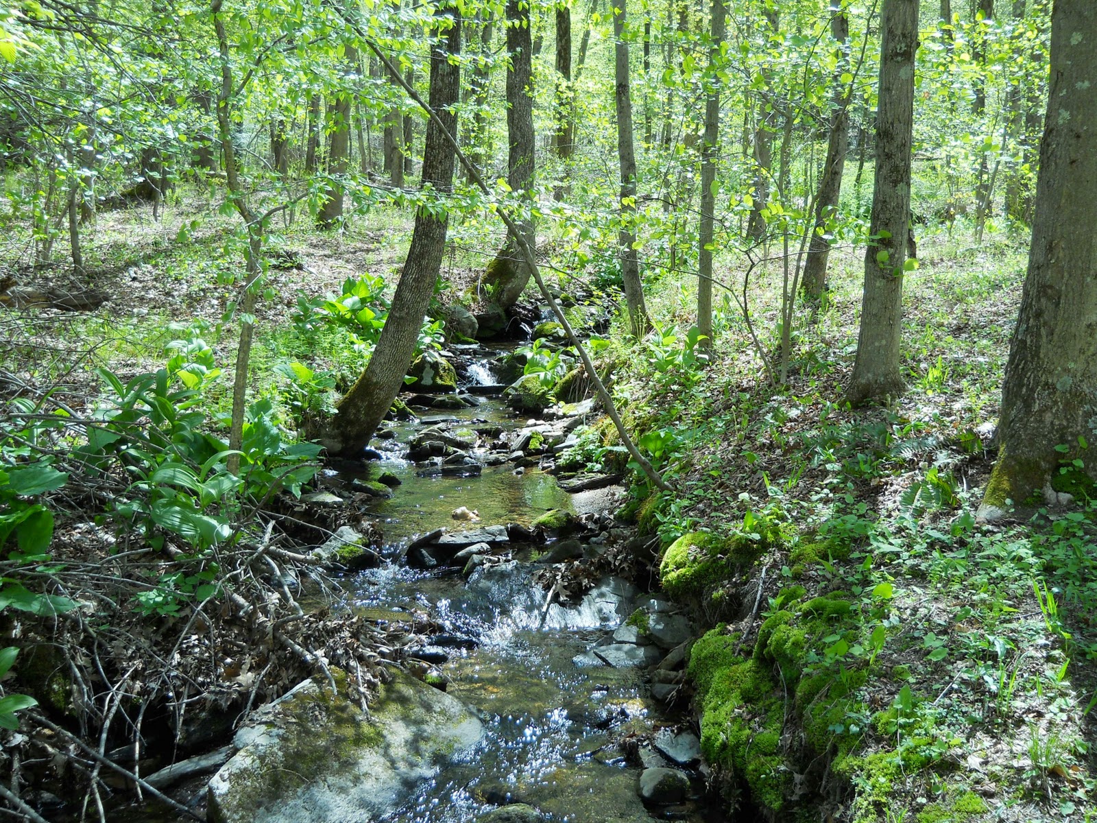 Small Stream Reflections: Plunge Pools