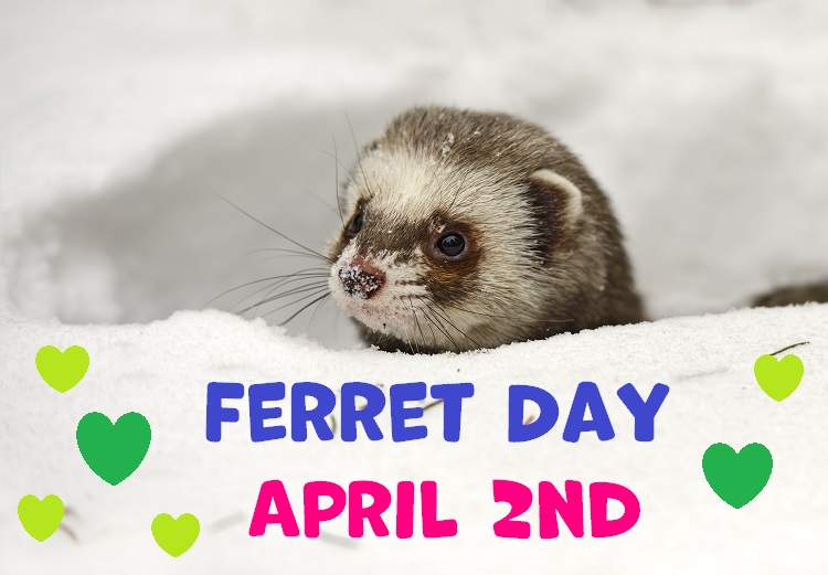 Ferret Day - April 2
