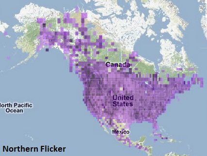 Birding Is Fun!: October 2011
