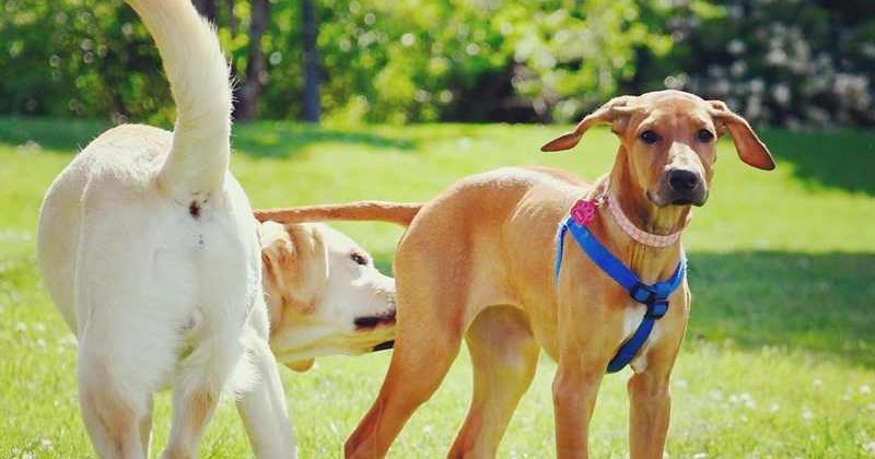 Why Do Dogs Sniff Each Other's Butts?