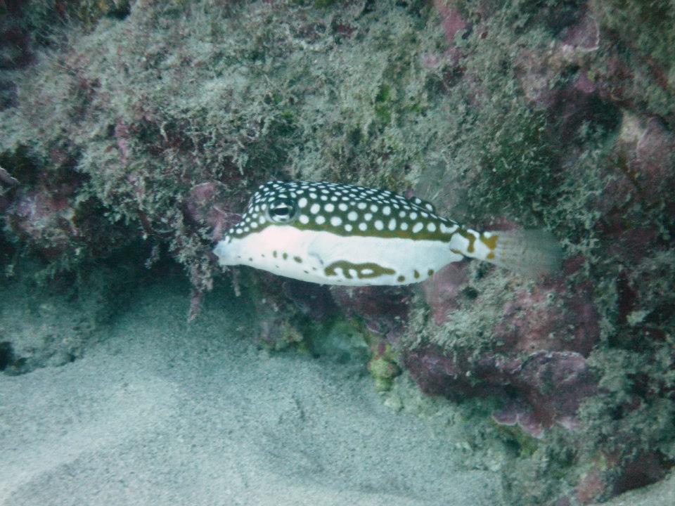 Adventures in Diving and Dining