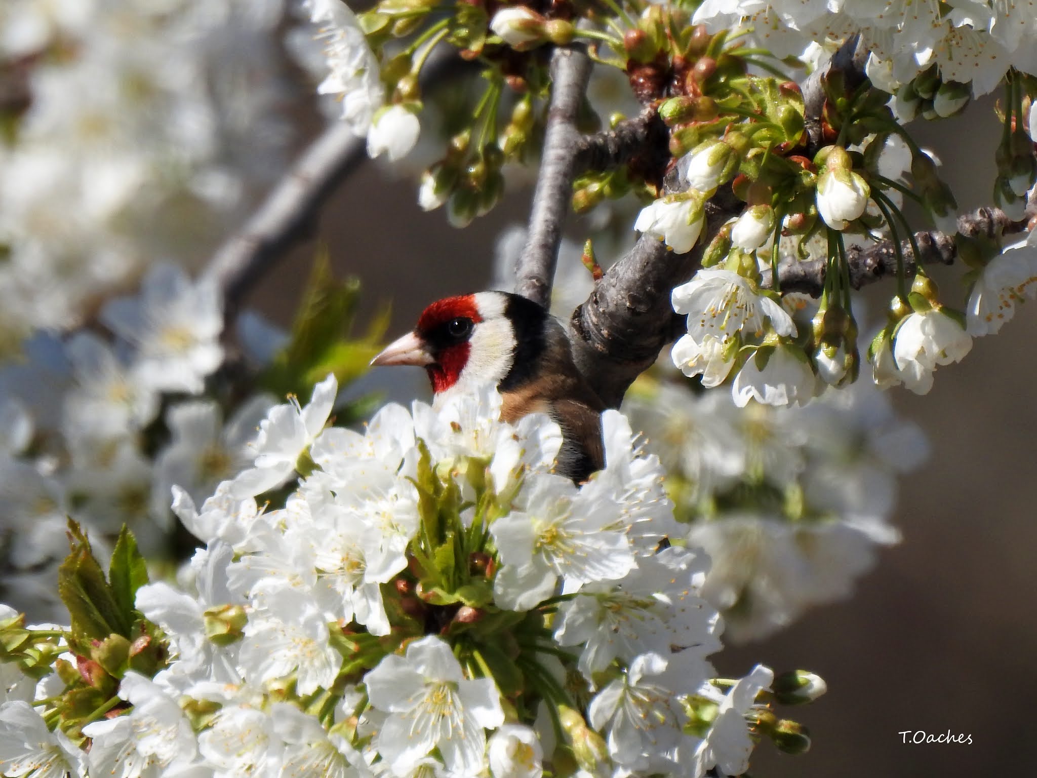 PASARI DIN ROMANIA: STICLETE(1), Carduelis carduelis