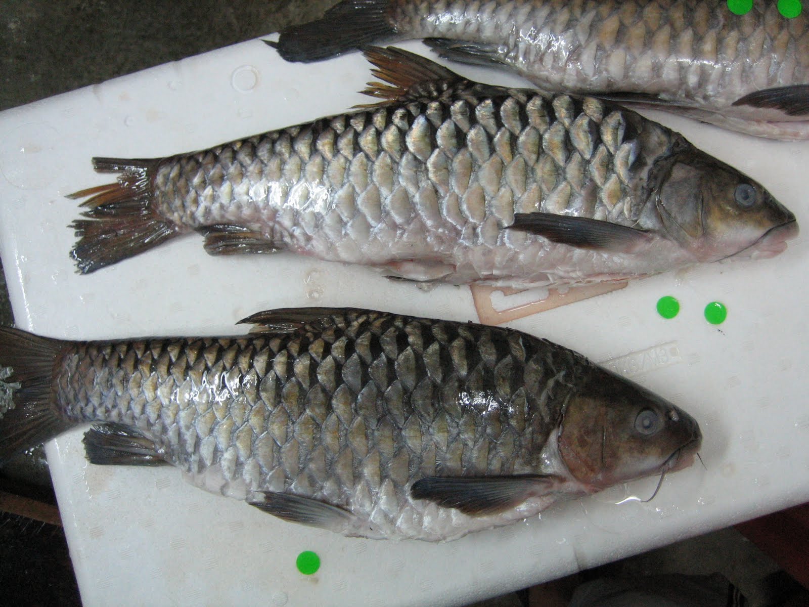 River Fish Supplier, Peter's Fish Trading Co, Sarawak: EMPURAU SARAWAK ...