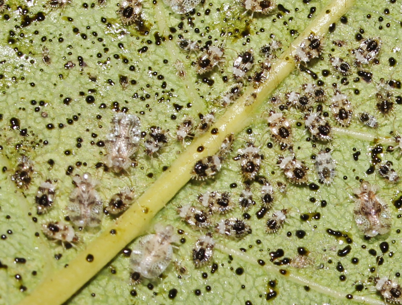 Biodiversity of Cyprus by NGO Protection of the Natural Heritage and ...