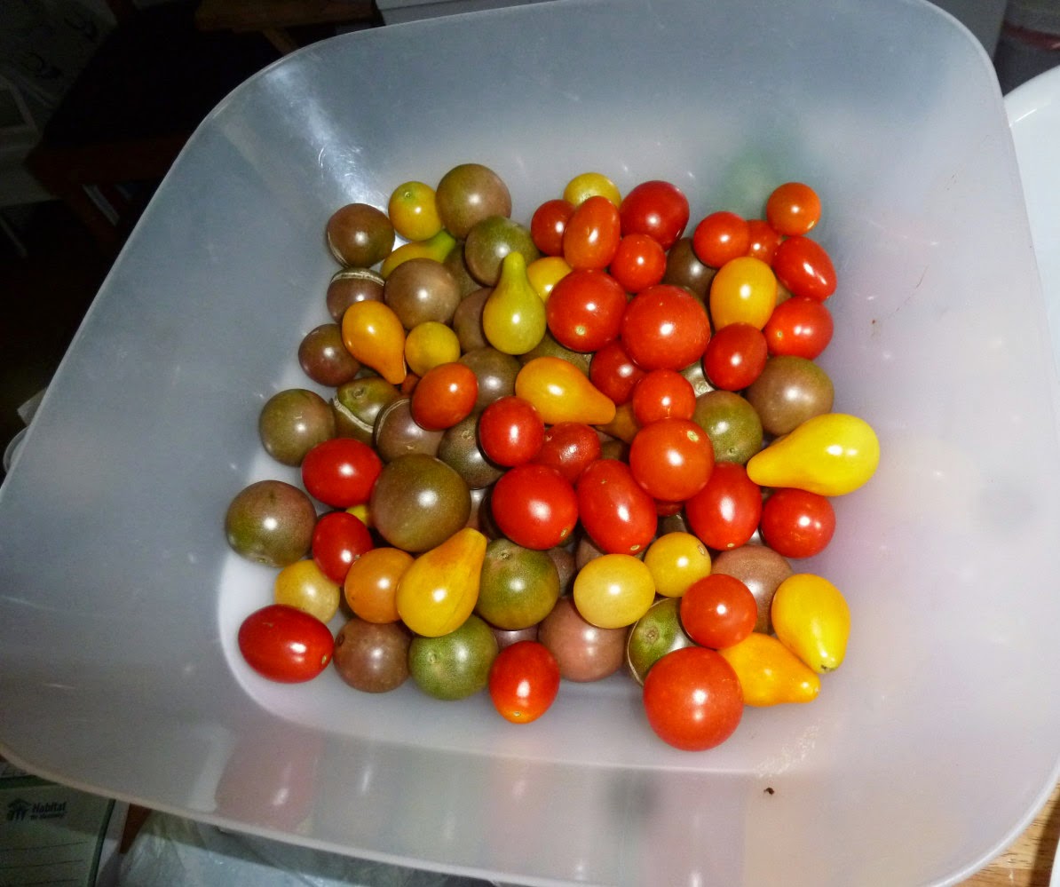 Anita's Health Blog: Collard Greens & Swiss Chard