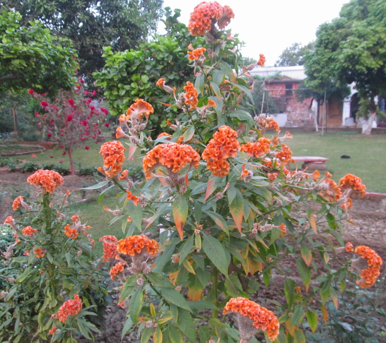 NATURAL & UNIQUE PHOTOGRAPHY: SPIDER ON THE PLUM PLANT FLOWER OR MURGA ...