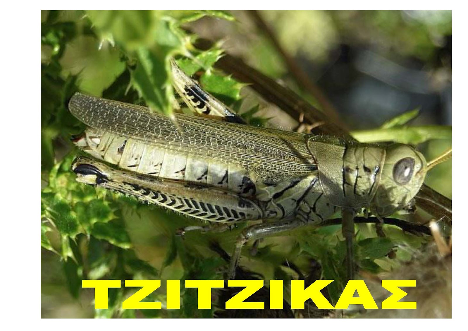 dreamskindergarten Το νηπιαγωγείο που ονειρεύομαι !: Καρτέλες με έντομα