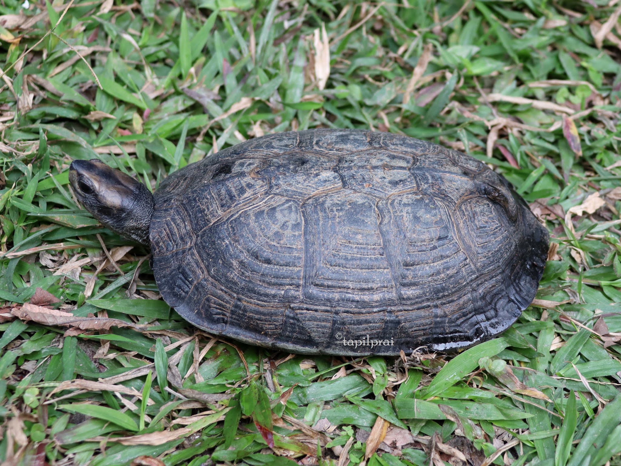 Nature in Nepal: Tortoises and Freshwater Turtles of Nepal and Their ...