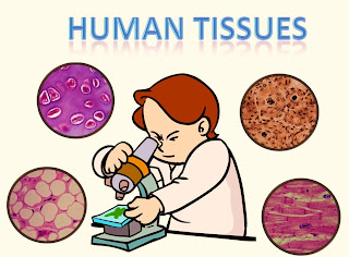 Bio 20 Lab: HISTOLOGY - THE STUDY OF TISSUES