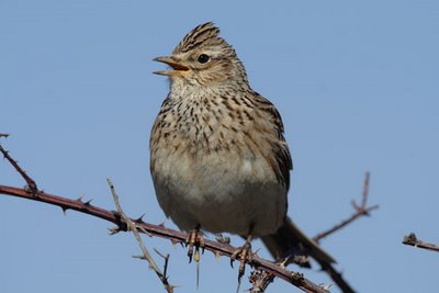 Descobreix els ocells: Observació de la Cadernera,l'Alosa i l'Uraneta