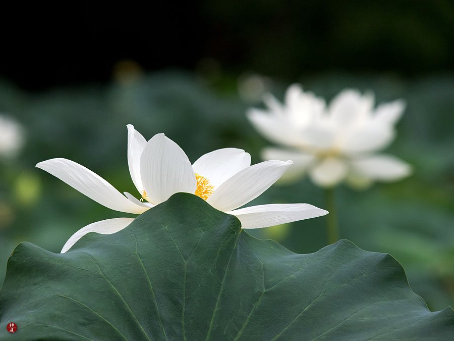 FROM THE GARDEN OF ZEN: August 2012