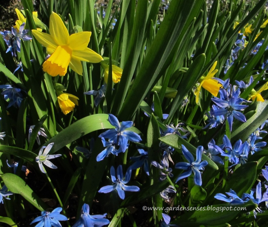 Garden Sense: Scilla Siberica - Be Careful What You Wish