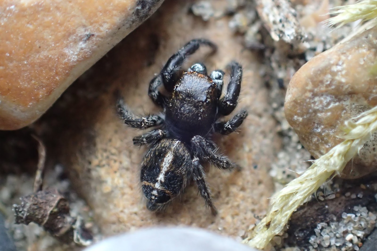 The Lyons Share: A Rye Smile