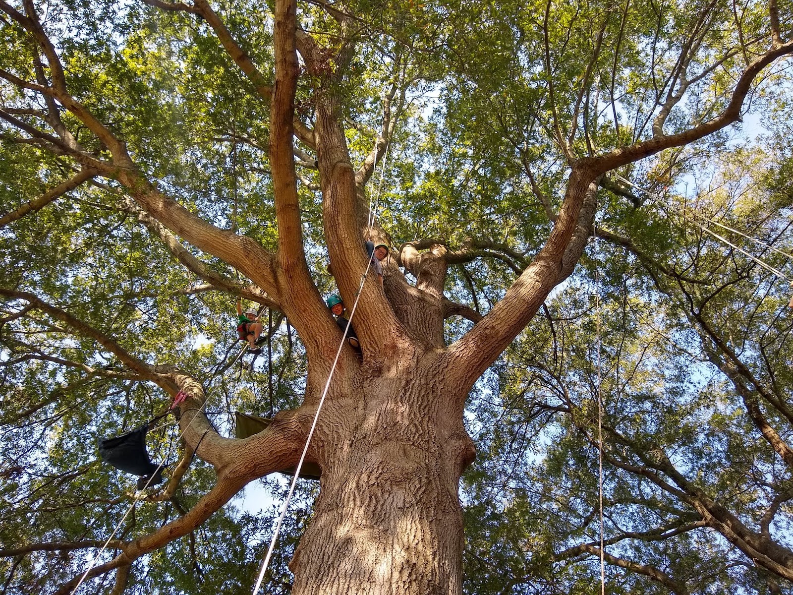 Piedmont Tree Climbing (PTC): Public Tree Climbs